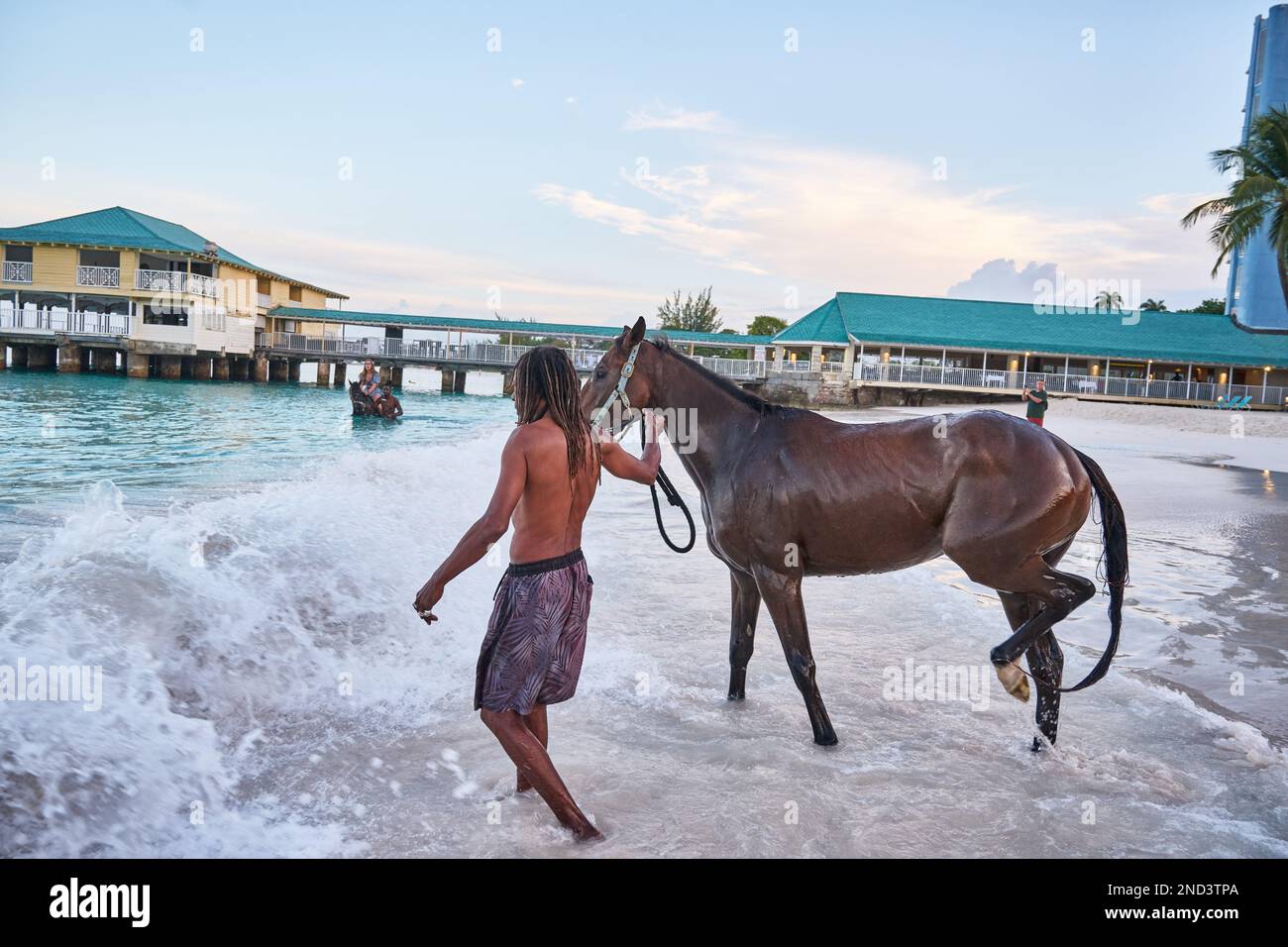 trainers wash and swim with their horses on pebble beach, Barbados ...
