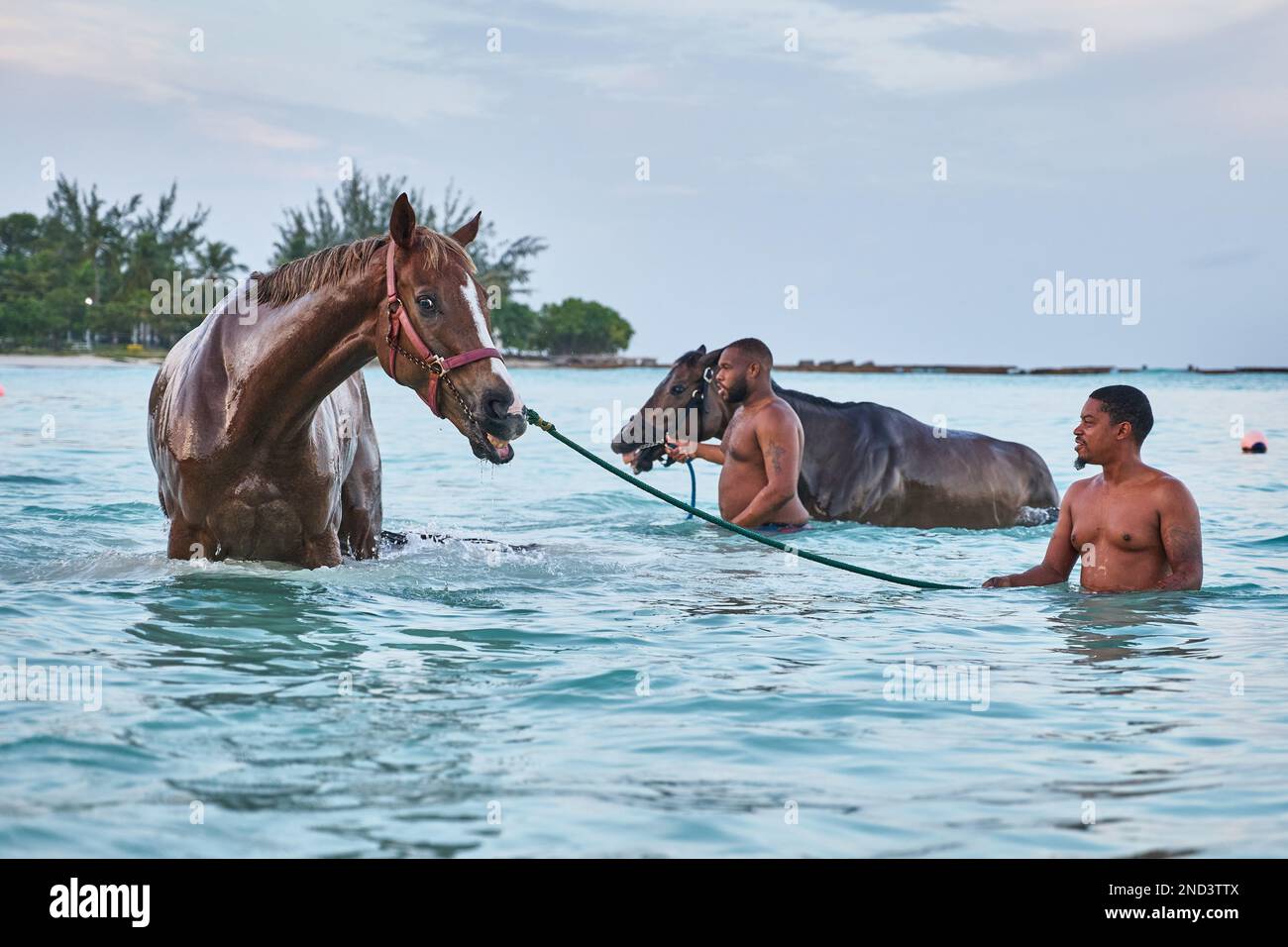 trainers wash and swim with their horses on pebble beach, Barbados ...