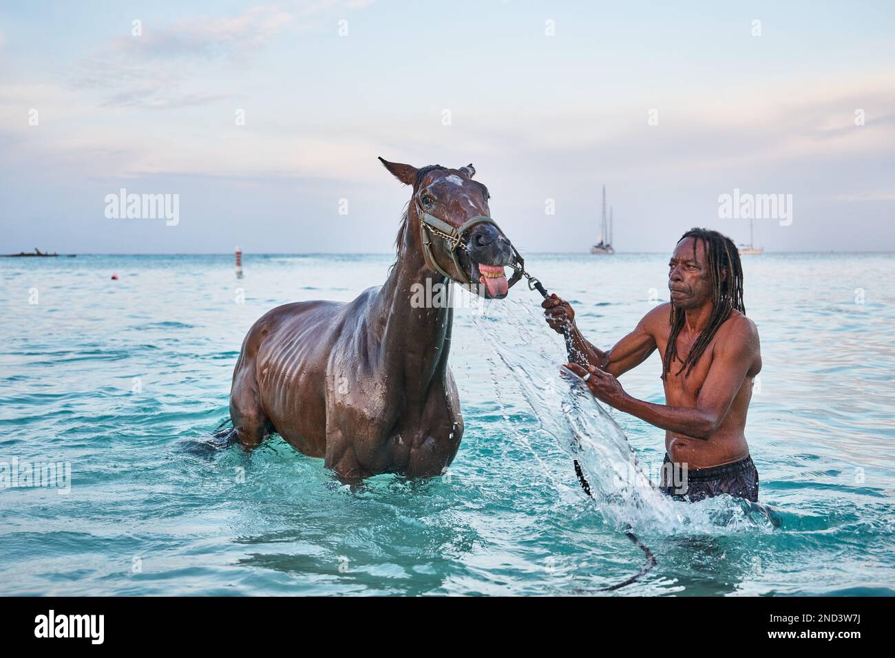 trainers wash and swim with their horses on pebble beach, Barbados ...
