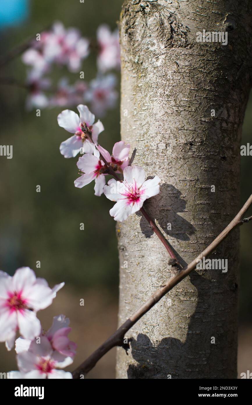 Almond blossoms on the main trunk Stock Photo - Alamy