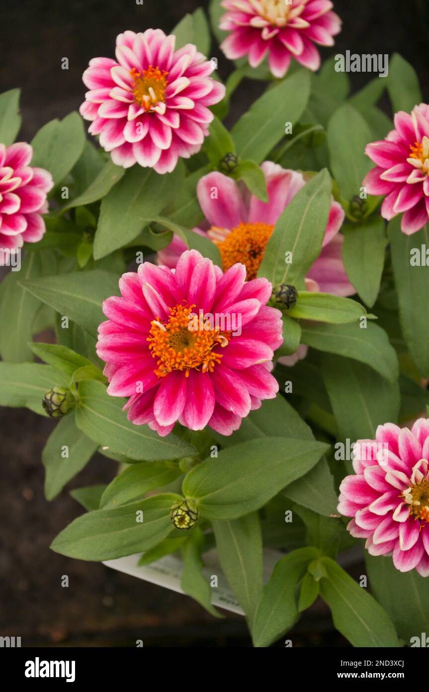 zinnia double raspberry ripple Stock Photo - Alamy
