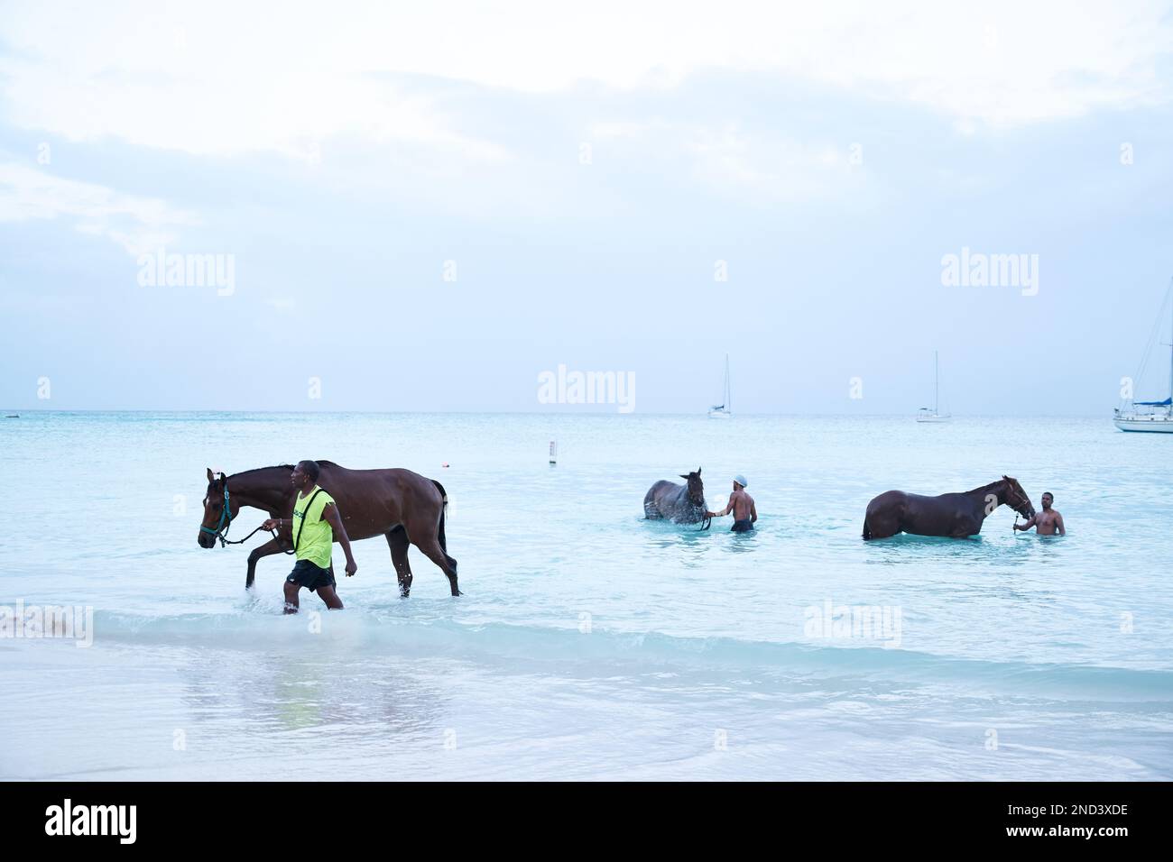 trainers wash and swim with their horses on pebble beach, Barbados ...