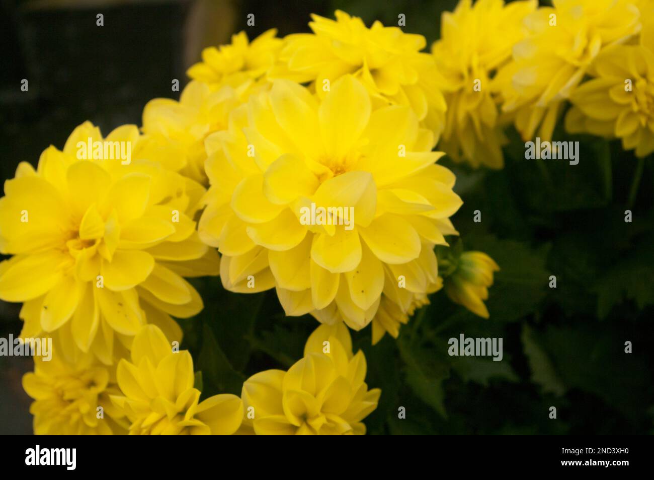 Yellow dahlia dahlietta julia Stock Photo - Alamy Yellow dahlia dahlietta julia Stock Photo - Alamy
