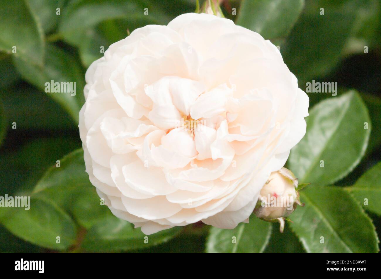 white macmillan nurse shrub rose Stock Photo - Alamy