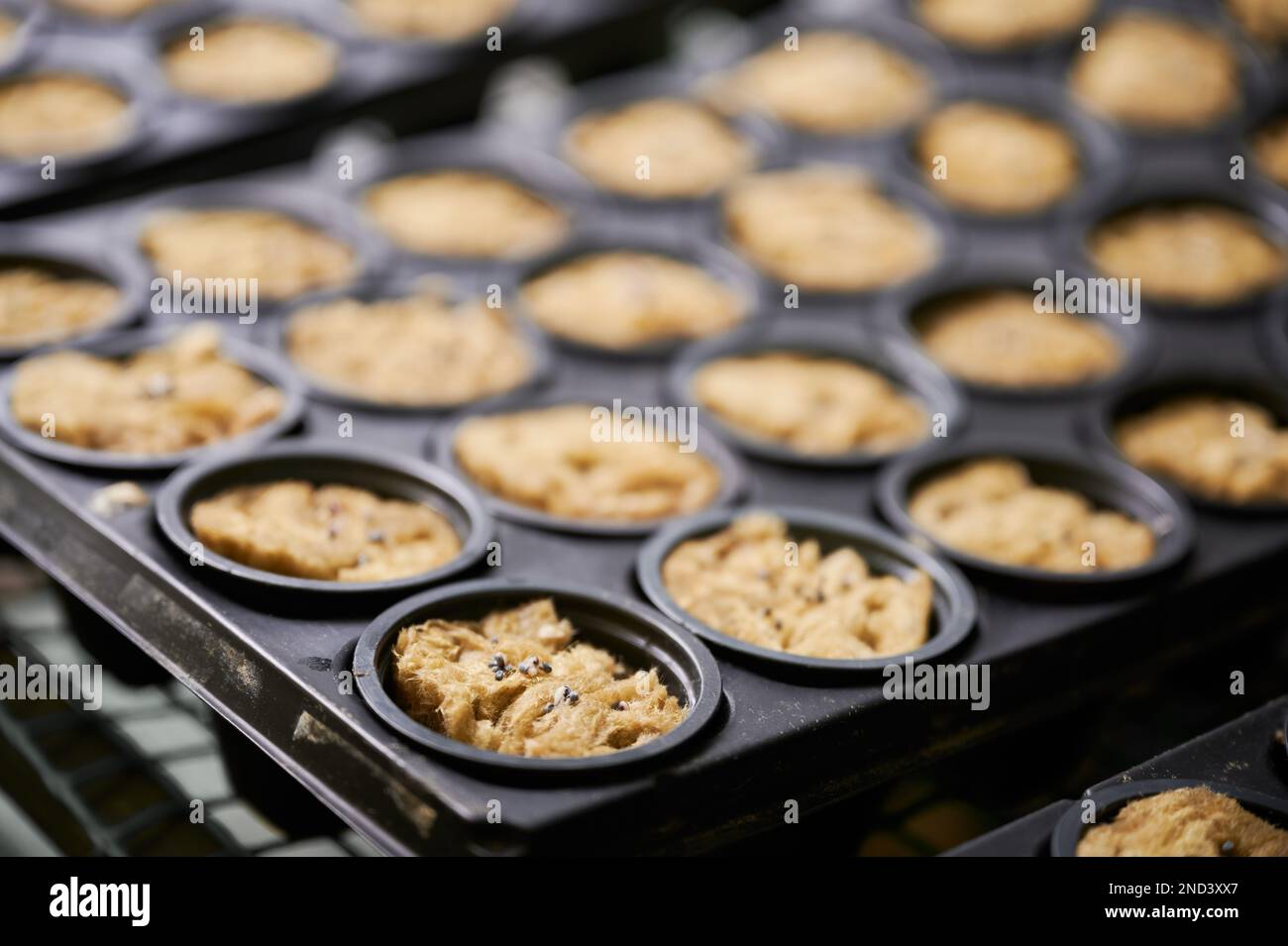Close up of plastic modular seed tray with soil sponge plugs for ...