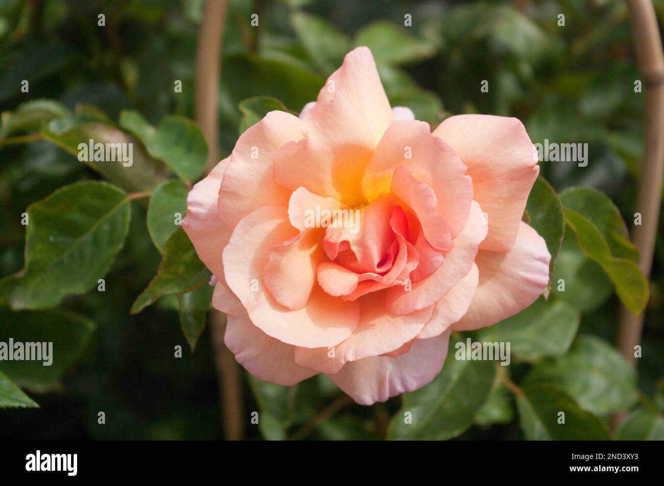 Apricot roses hi-res stock photography and images - Alamy