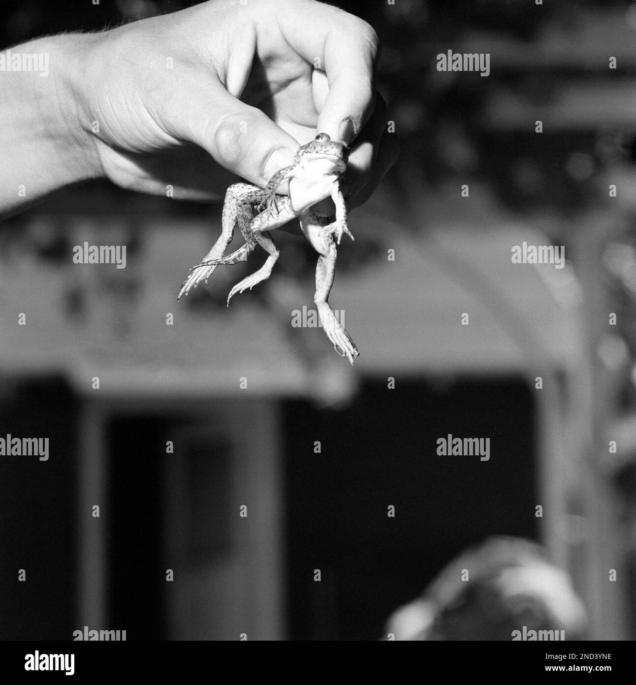 Six-legged, two inch long frog caught near the American River in ...