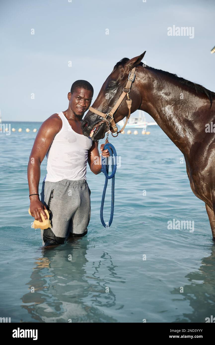 trainers wash and swim with their horses on pebble beach, Barbados ...
