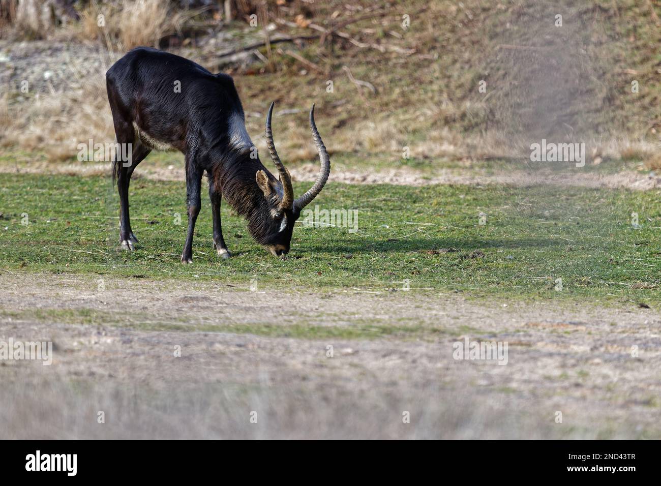 Nile lechwe or Mrs Gray's lechwe (Kobus megaceros), an endangered ...