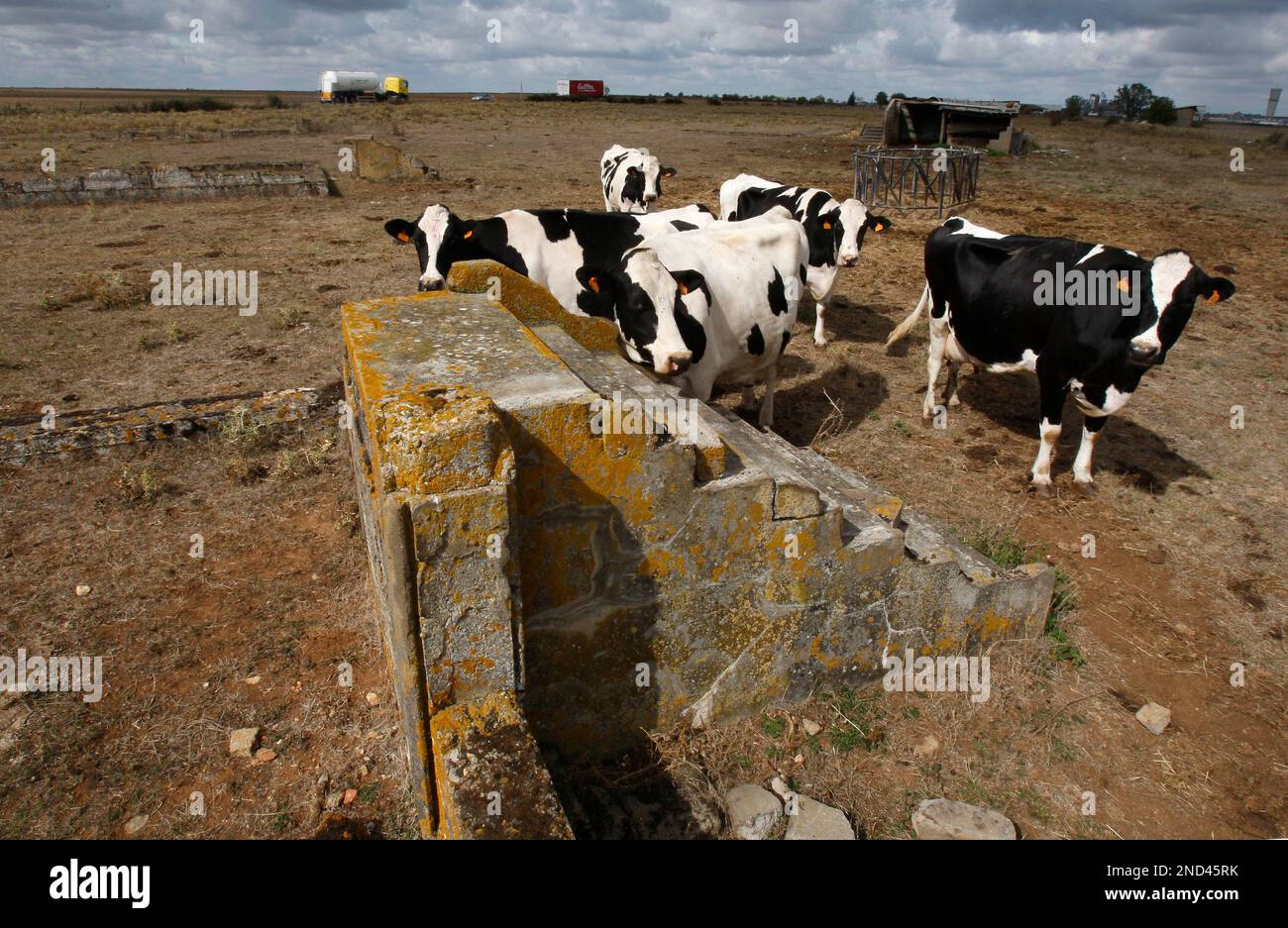 Cows graze next to a staircase leading nowhere at the remains of a camp ...