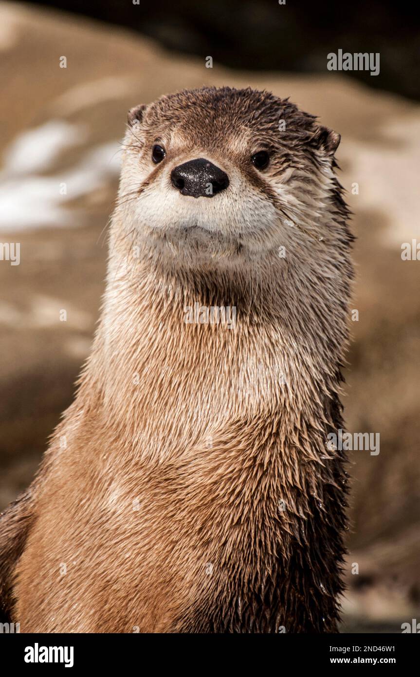 Otter close up hi-res stock photography and images - Alamy