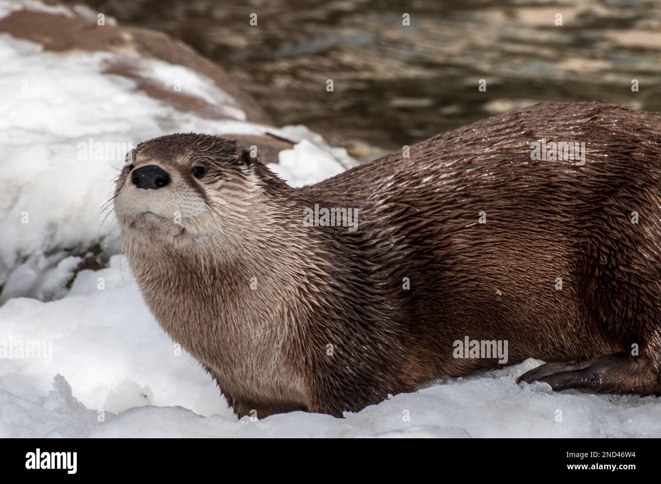 north american river otter playing in snow Stock Photo - Alamy