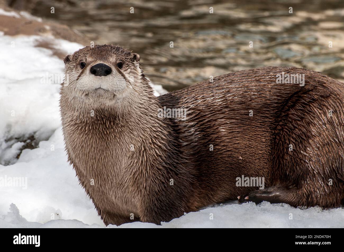 north american river otter playing in snow Stock Photo - Alamy