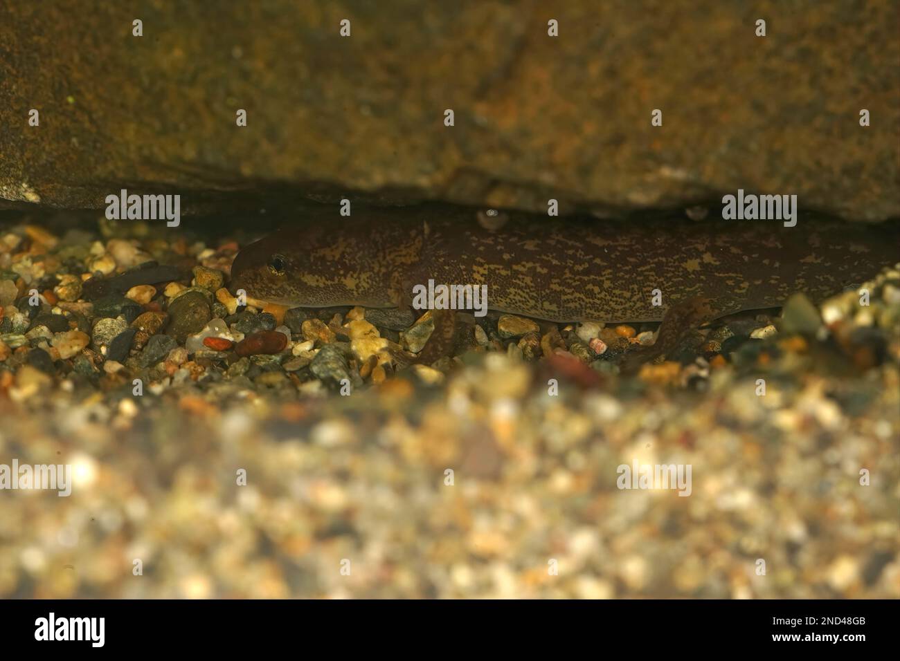 Underwater closeup shot of a camouflaged small territorial larvae of ...