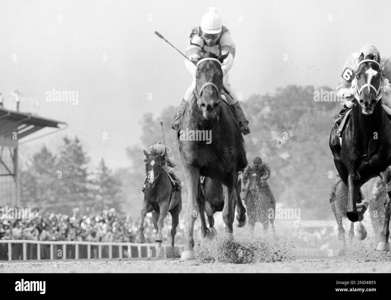 Horse crossing finish line Black and White Stock Photos & Images - Alamy