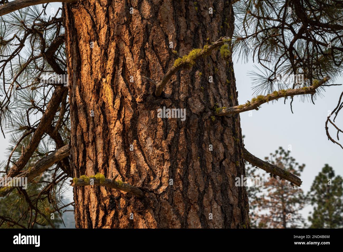 Details of the trunk of a large tree together with branches partially ...
