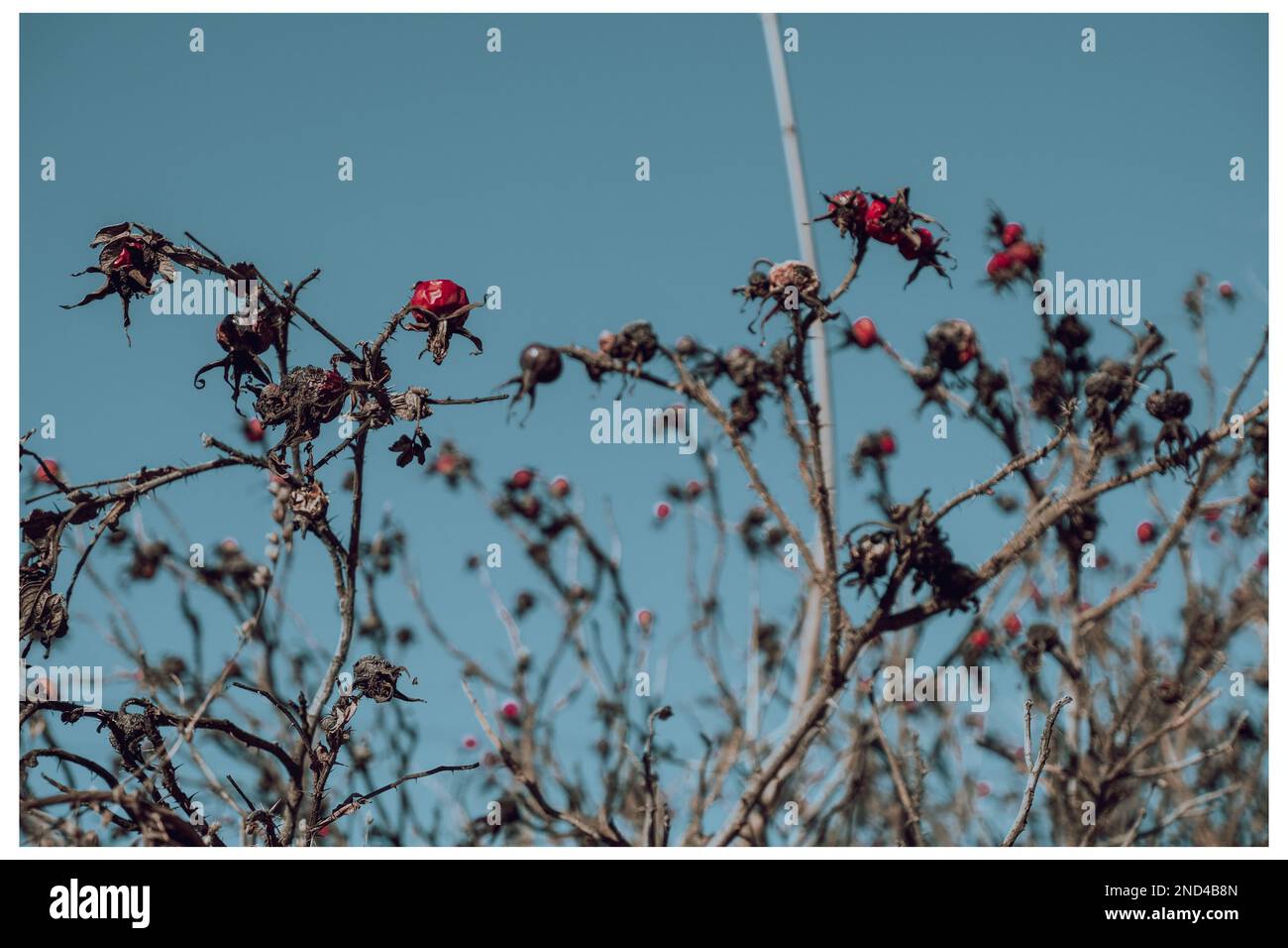 Winter february Cut Out Stock Images & Pictures - Alamy