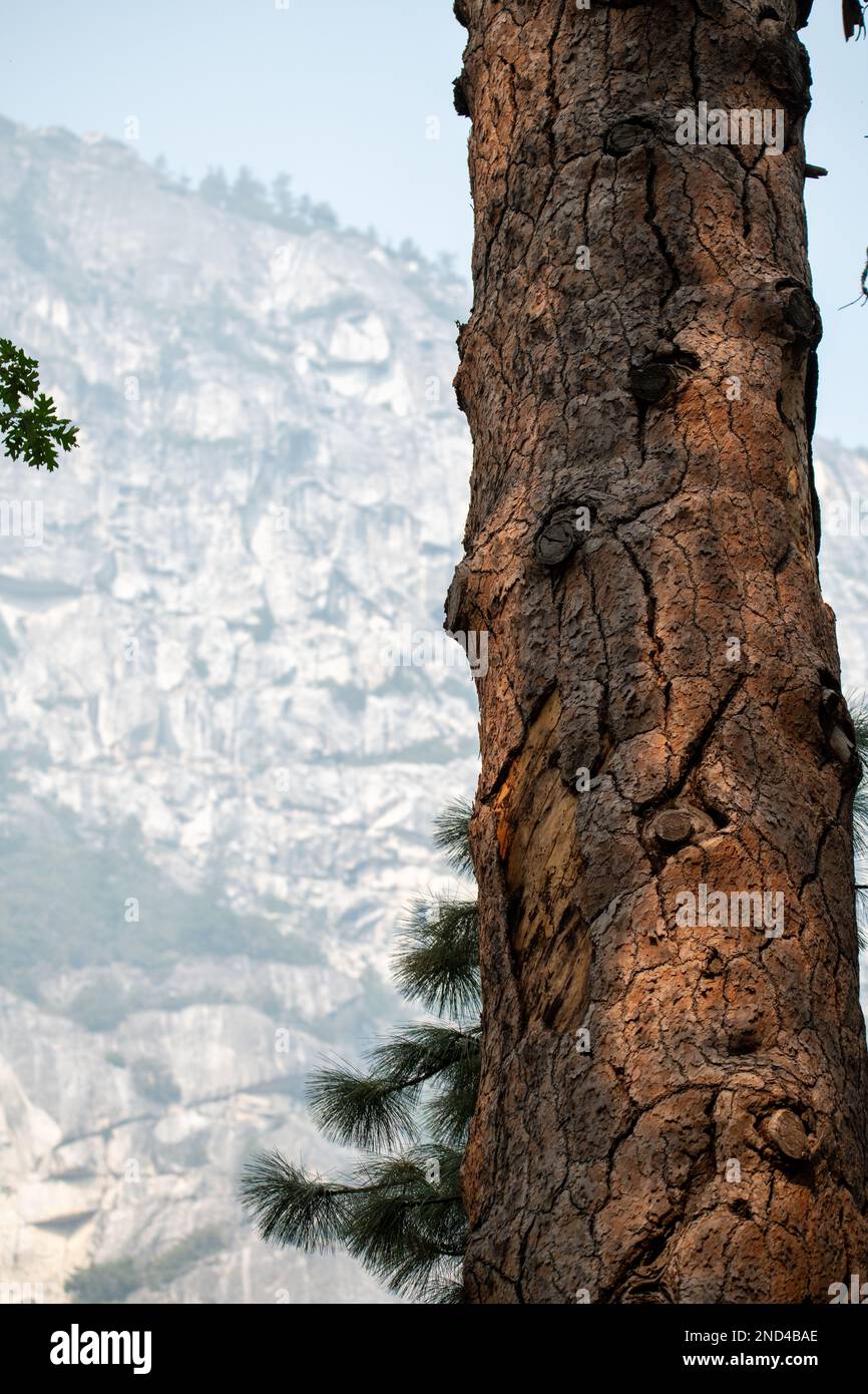 Details of the trunk of a large tree together with branches partially ...