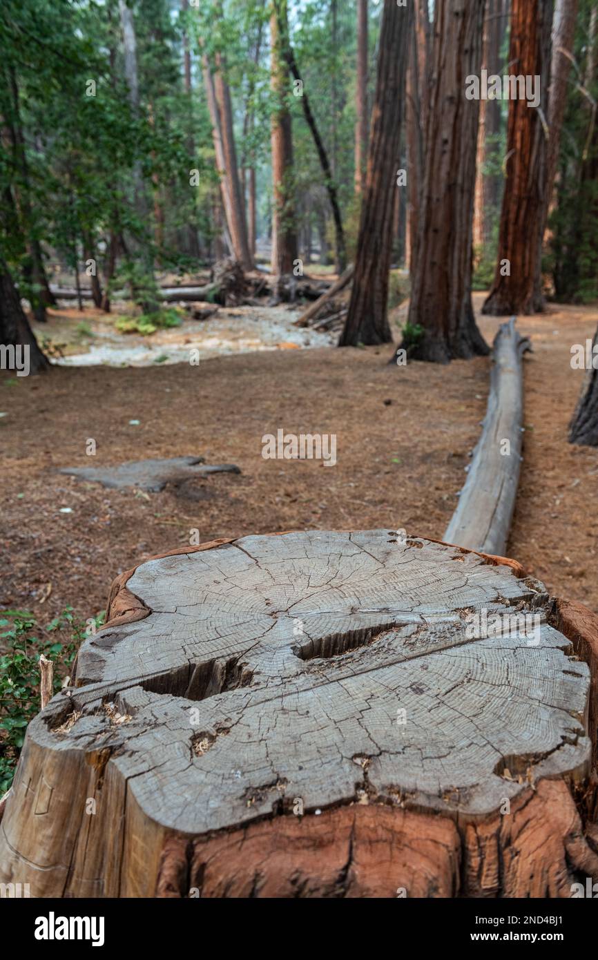 Detail of the rings of a large tree cut at its base, while the rest of ...