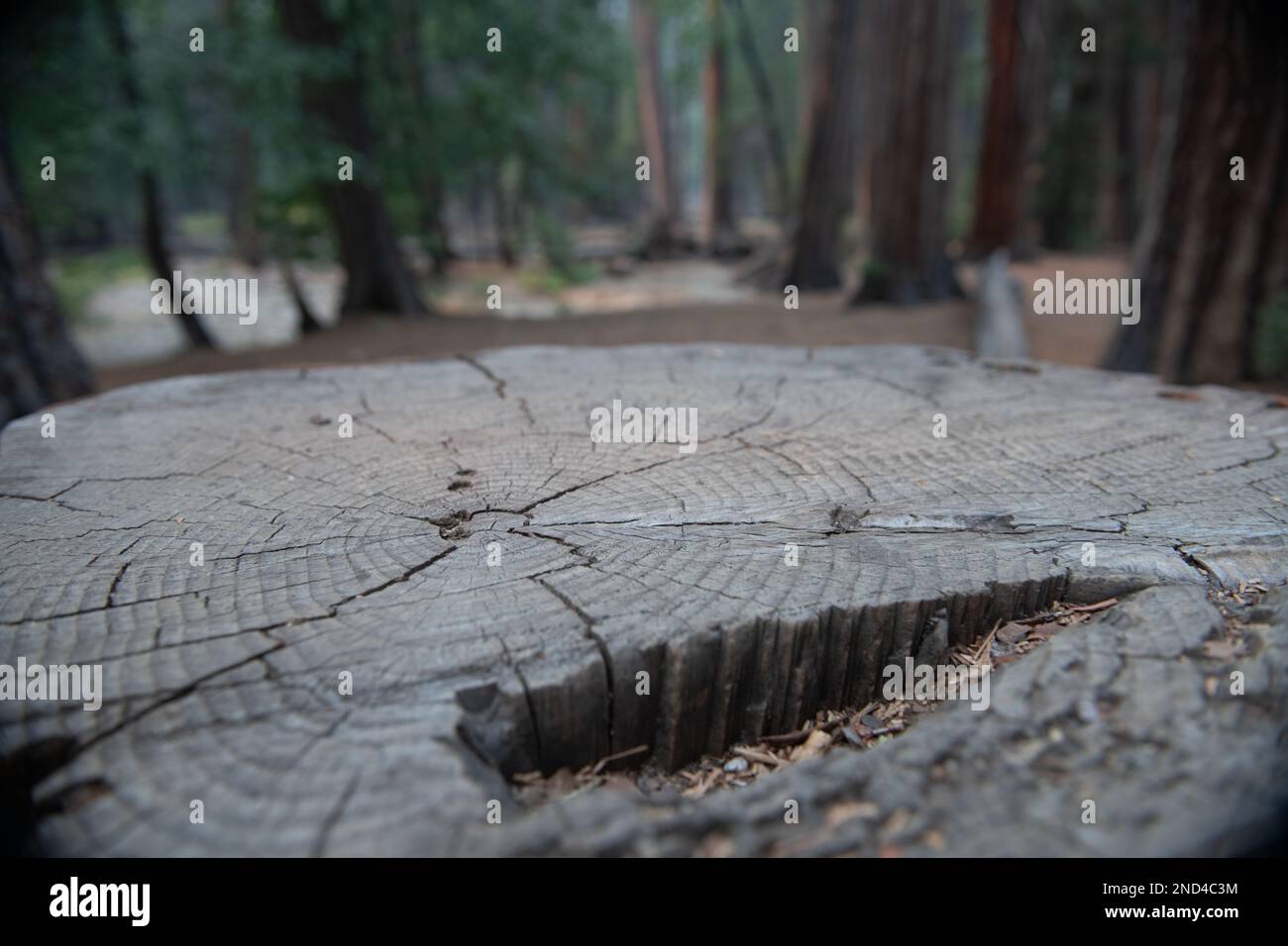 Closeup of the rings of a large tree cut at its base, while the rest of ...