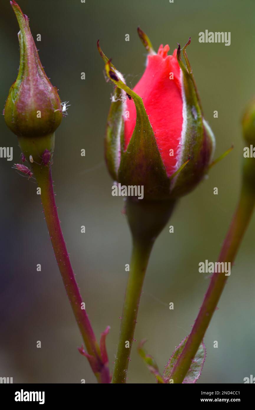 Red rose buds with aphids, such as whitefly Stock Photo - Alamy