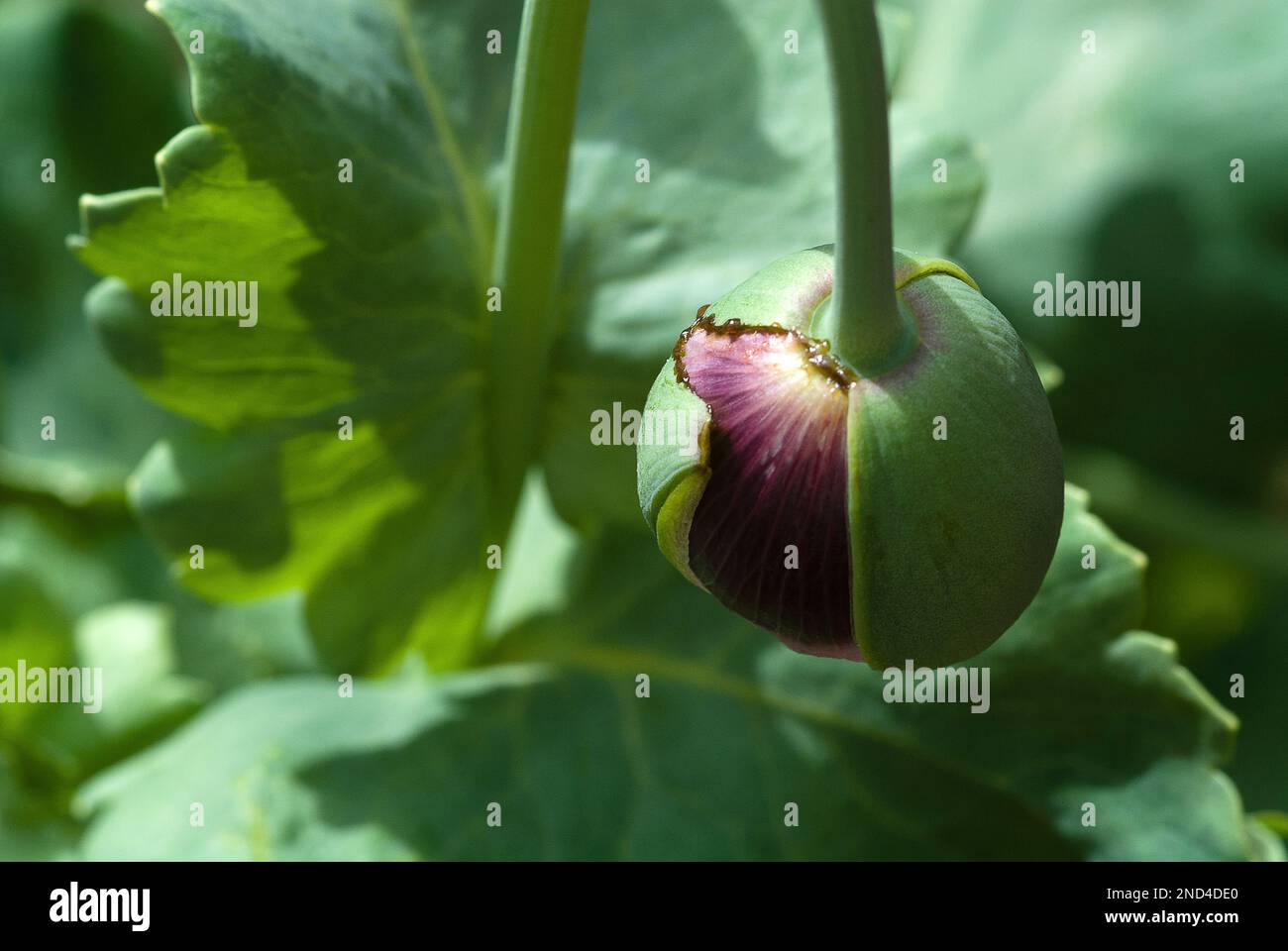Wild large poppy growing in the garden Stock Photo - Alamy