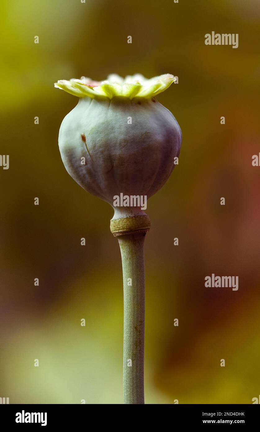 Wild large poppy growing in the garden Stock Photo - Alamy