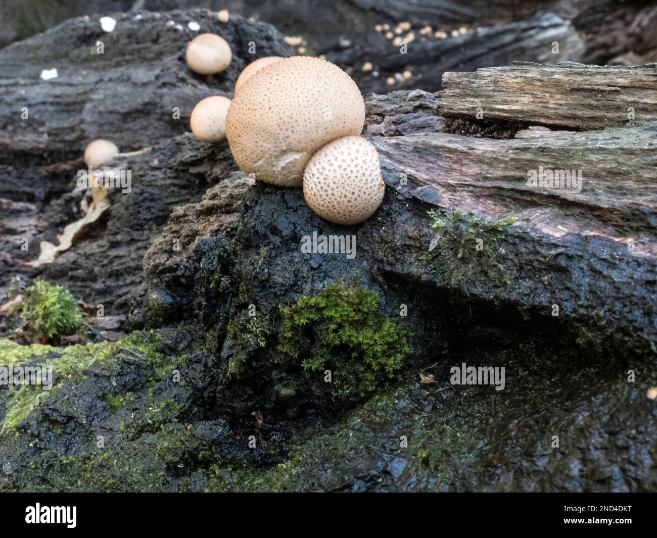 A cluster of puffballs on the side of a dead tree Stock Photo - Alamy