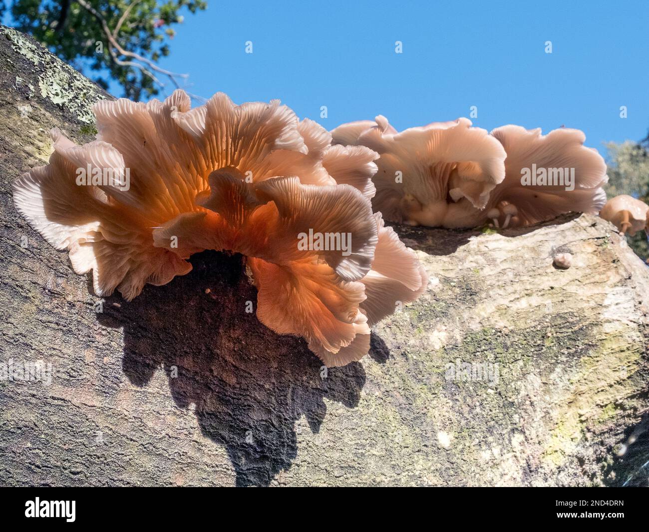 Polypore growing on a fallen tree in the New Forest, Hampshire, UK ...