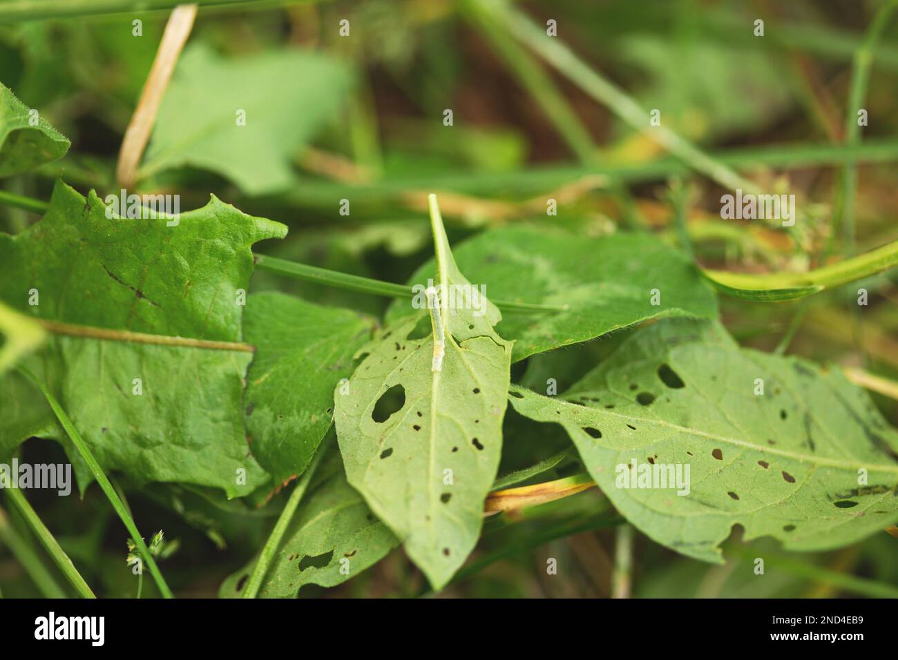 A closeup of green leaves with small holes Stock Photo - Alamy