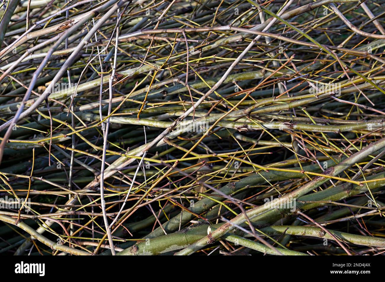 amsterdam, netherlands - 2023-01-26: cut off tree branches in the ...