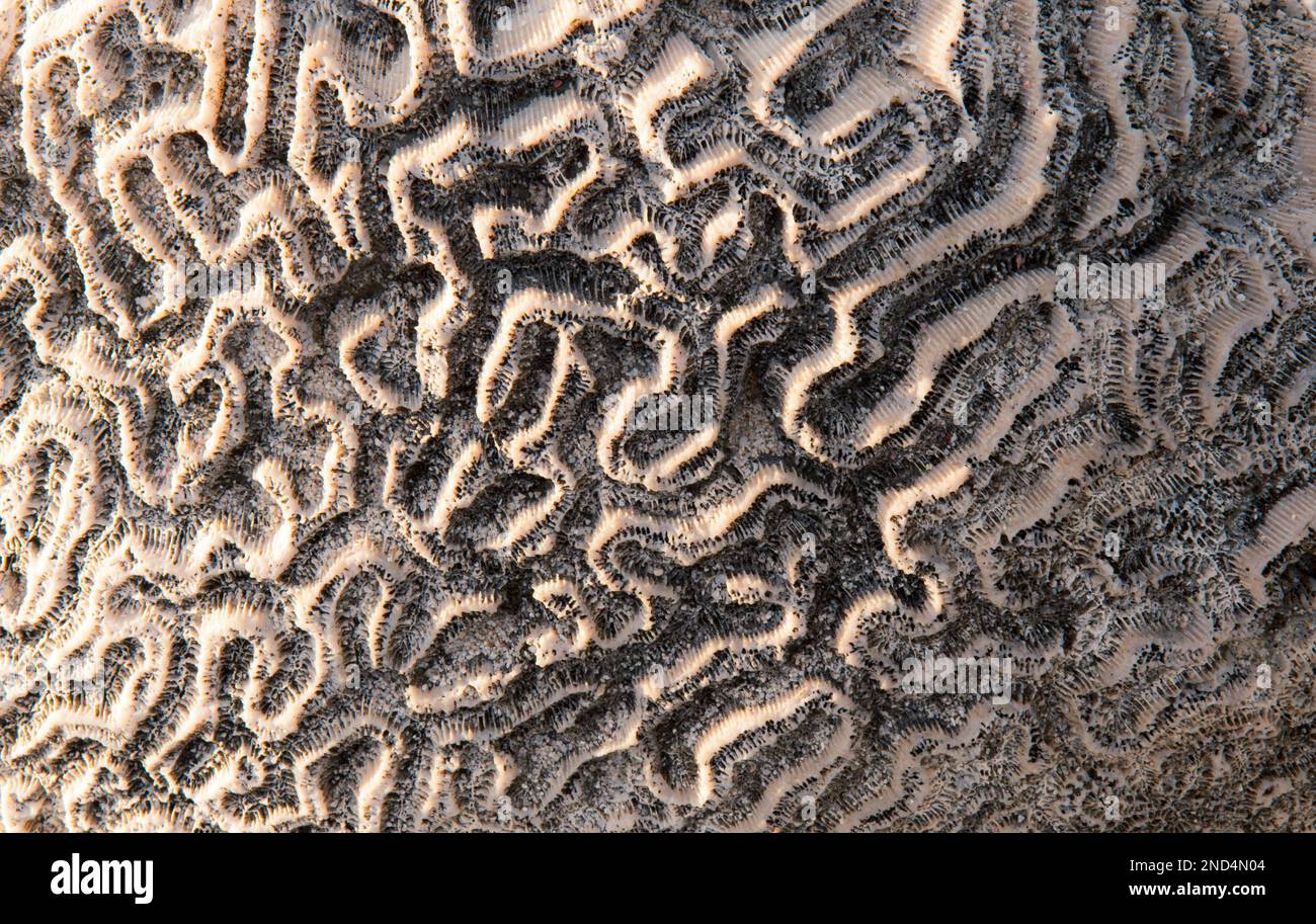 Coral formations hi-res stock photography and images - Alamy