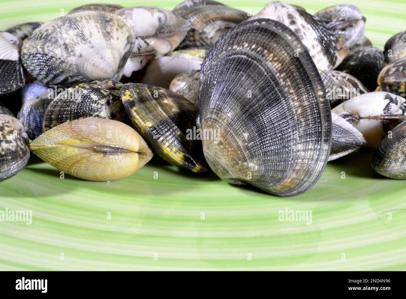 Shellfish venerupis decussata hi-res stock photography and images - Alamy