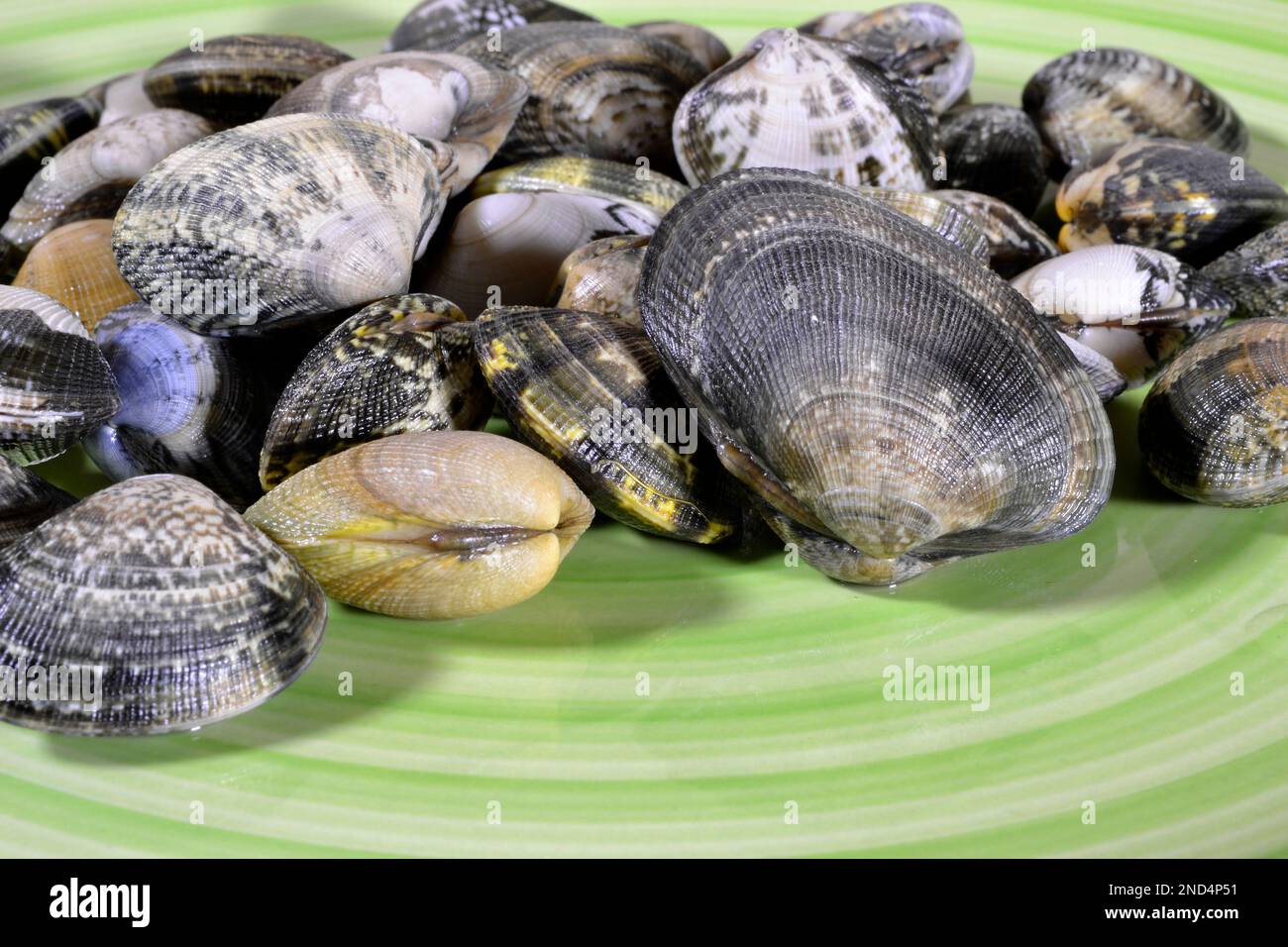 Shellfish venerupis decussata hi-res stock photography and images - Alamy