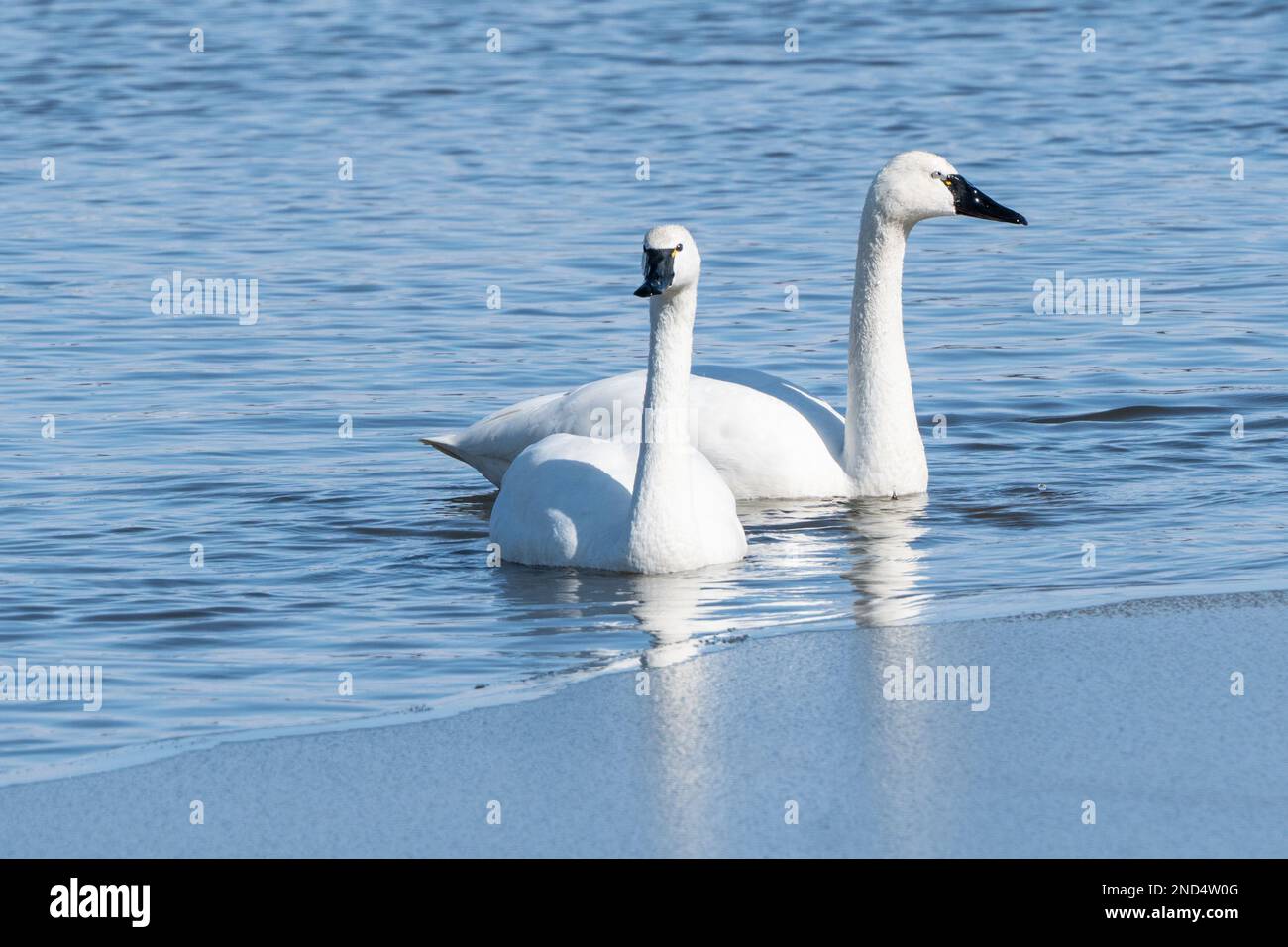 Tundra Swan (Cygnus columbianus) couple swim in lake at Middle Creek ...
