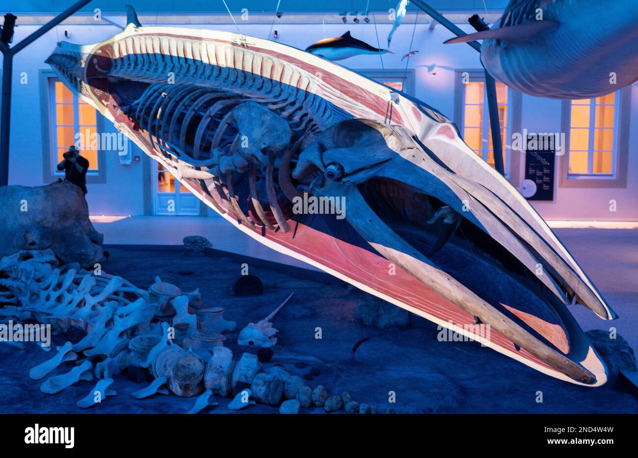 Stuttgart, Germany. 15th Feb, 2023. An exhibit consisting of an ...