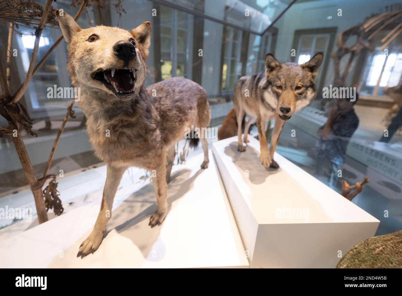 Stuttgart, Germany. 15th Feb, 2023. The specimen of what the museum ...