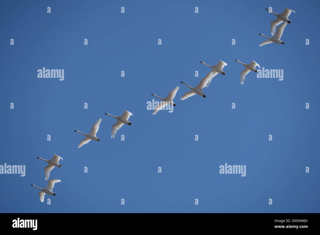Tundra Swan (Cygnus columbianus) formation against a blue-sky flies ...