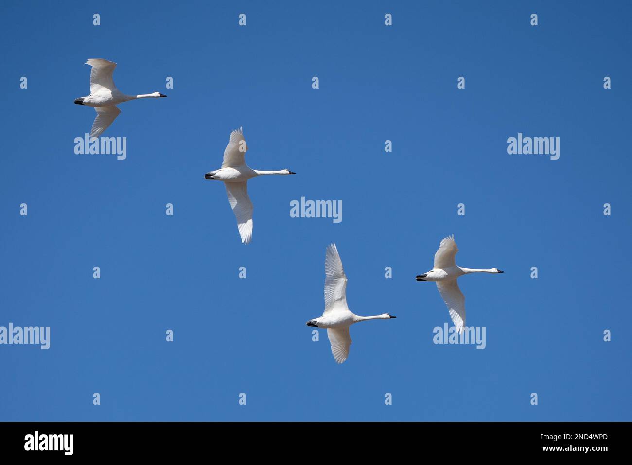 Tundra swan hi-res stock photography and images - Alamy