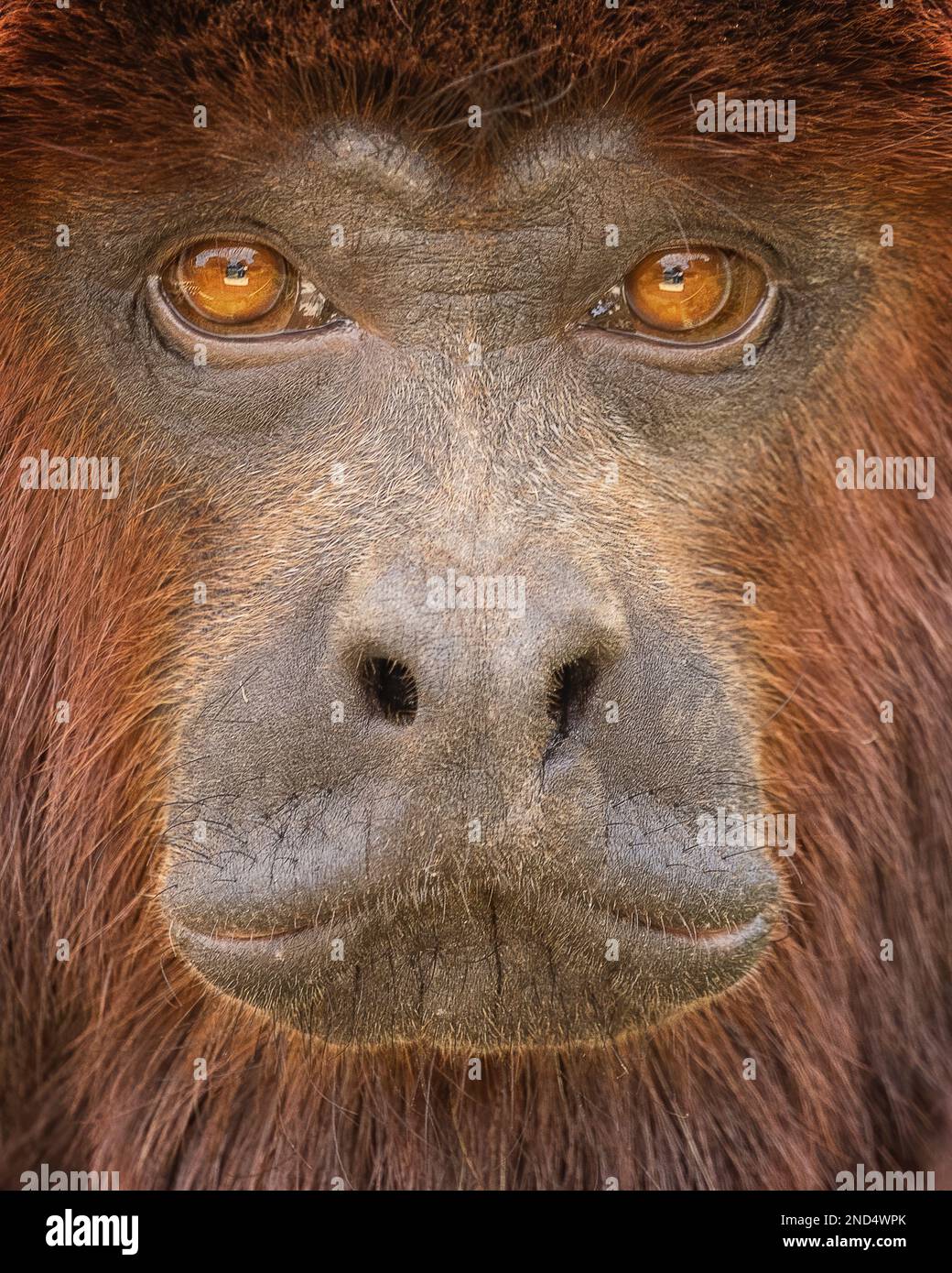 Alouatta genus hi-res stock photography and images - Alamy