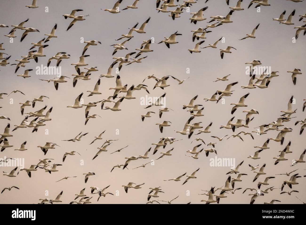 Migrating Snow Geese (Chen caerulescens) take off from Middle Creek ...