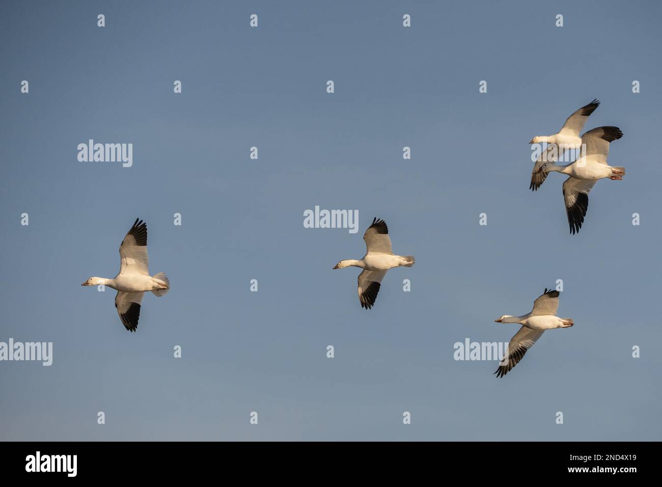 Migrating Snow Geese (Chen caerulescens) fly over Middle Creek Nature ...