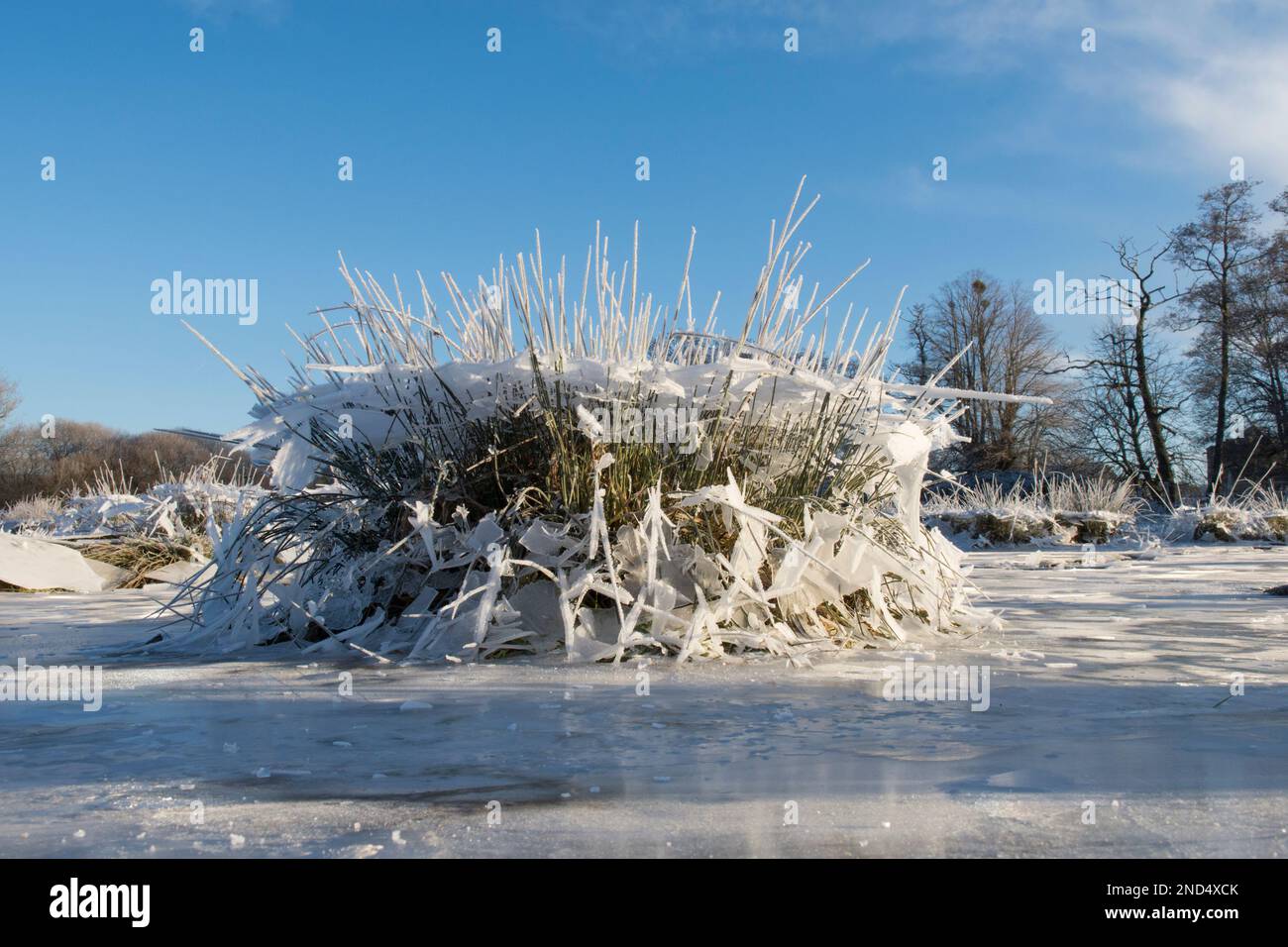 Clump grass hi-res stock photography and images - Alamy
