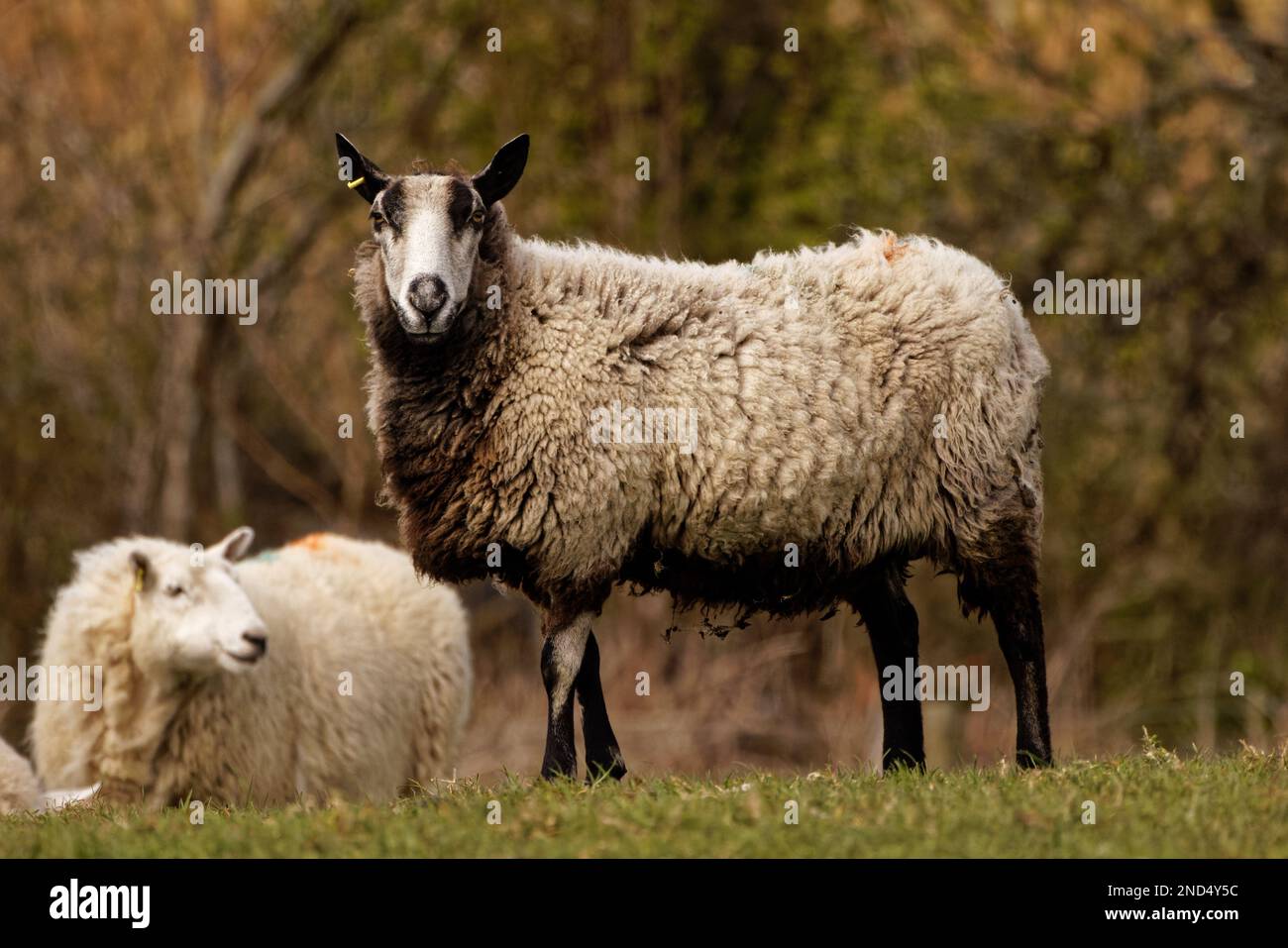 Ram with female sheep in background Stock Photo - Alamy