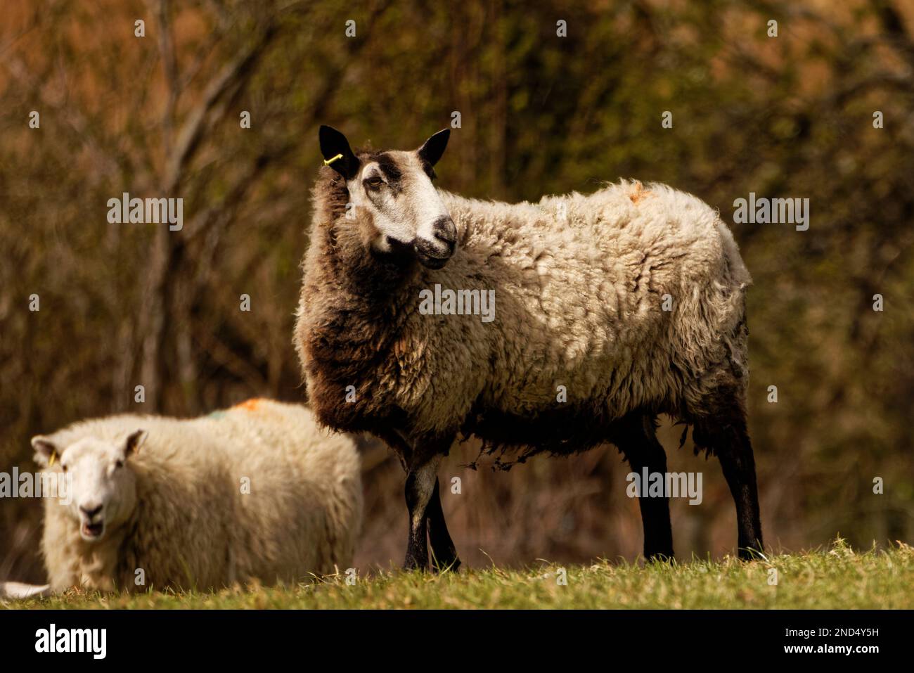 Ram with female sheep in background Stock Photo - Alamy
