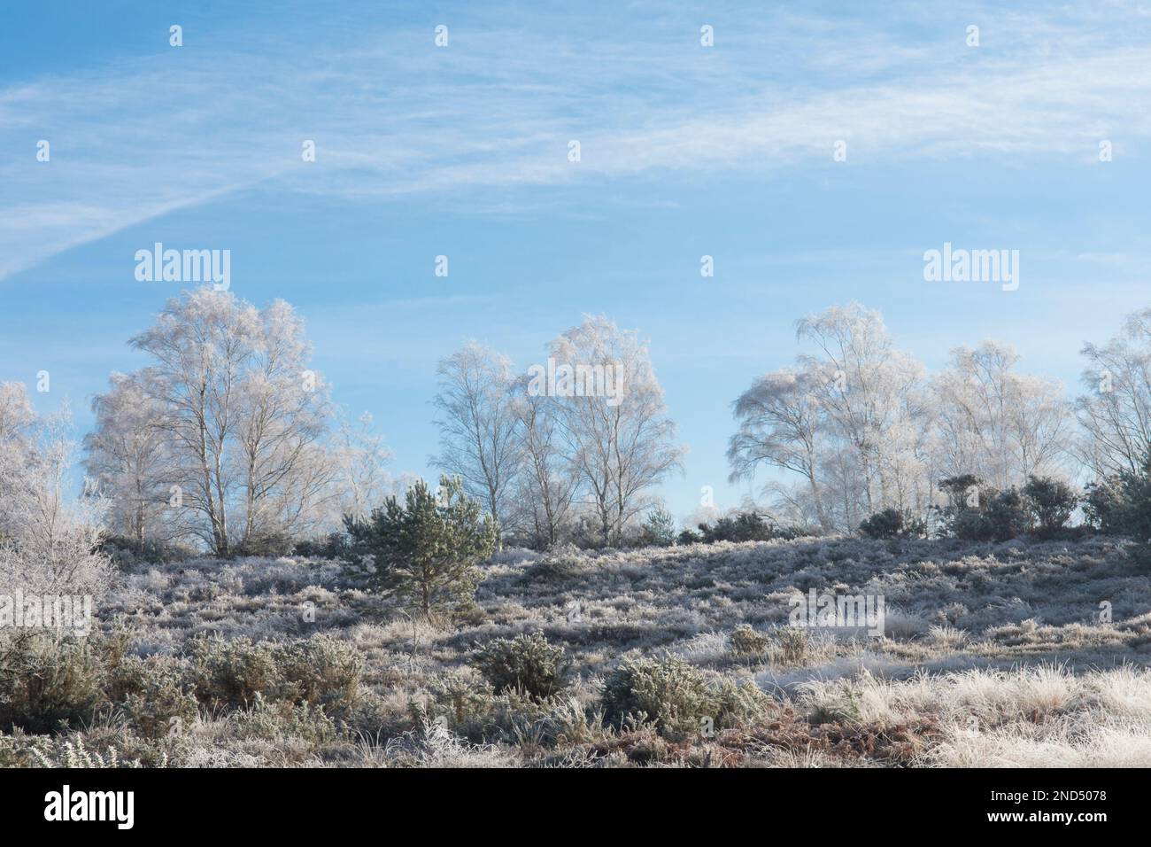 view of hoarfrost, hoar frost, Iping Common, Sussex, UK, January ...