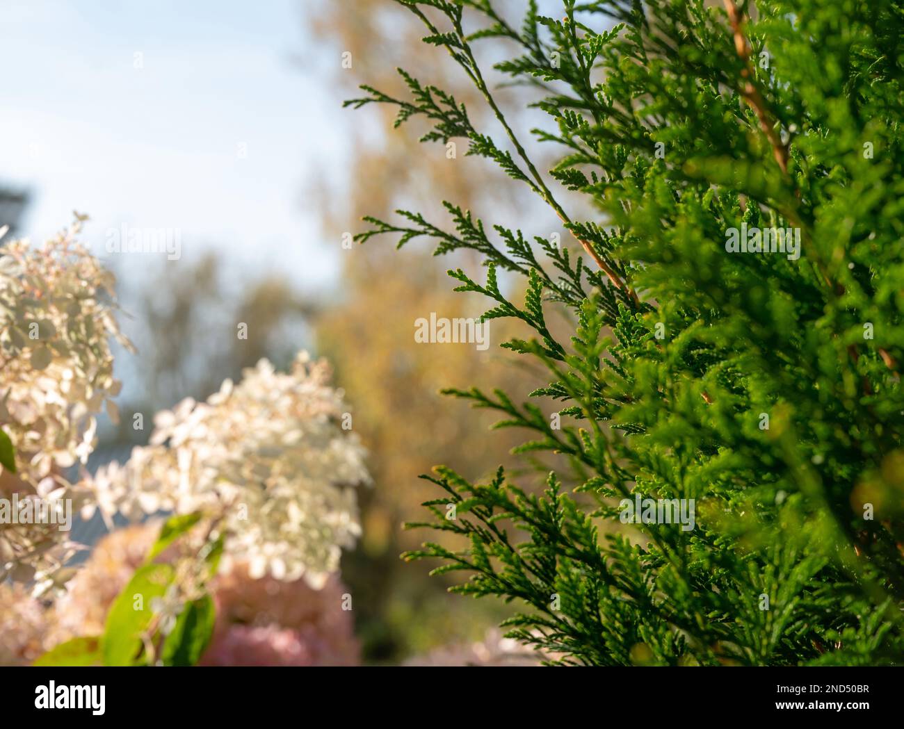 Amazing plants in the country near Moscow in the fall. Beauty of nature ...
