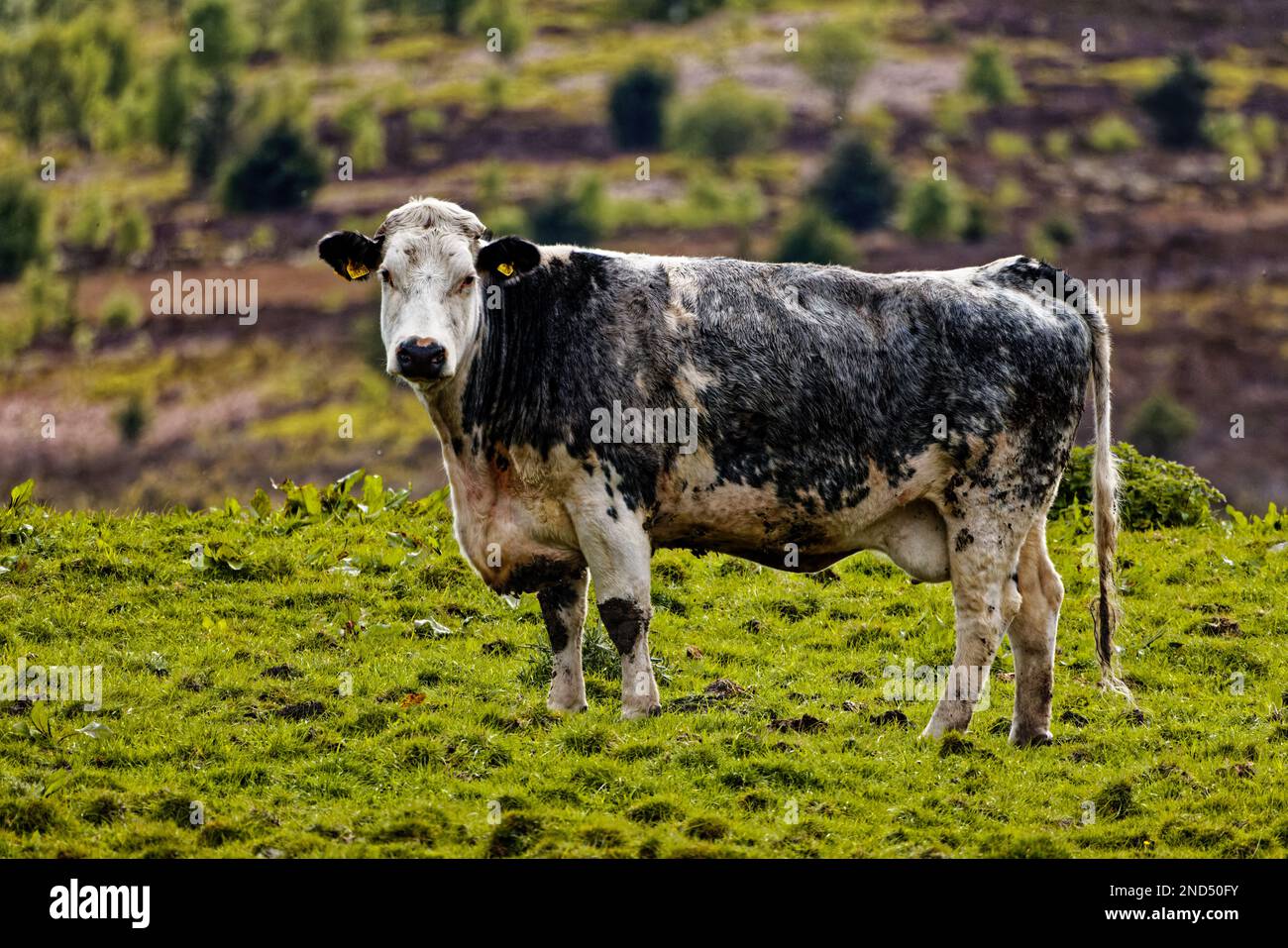 Large cow hi-res stock photography and images - Alamy