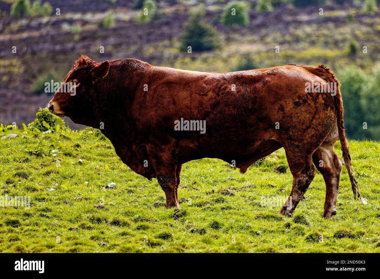 Profile of large bull in field Stock Photo - Alamy