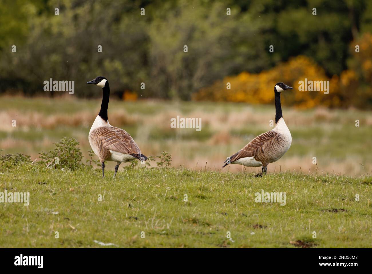 Two Canada Geese, (Branta canadensis) making a brief stop in a farmer's ...